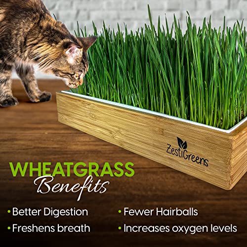 Self Watering Cat Grass Kit. Hands Down The Easiest Way to Grow Cat Grass. Everything Included to Grow a Large Crop of Delicious Cat Grass.