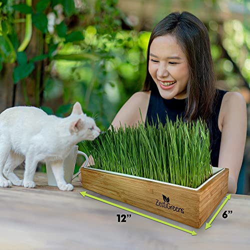 Self Watering Cat Grass Kit. Hands Down The Easiest Way to Grow Cat Grass. Everything Included to Grow a Large Crop of Delicious Cat Grass.
