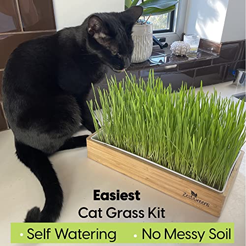 Self Watering Cat Grass Kit. Hands Down The Easiest Way to Grow Cat Grass. Everything Included to Grow a Large Crop of Delicious Cat Grass.