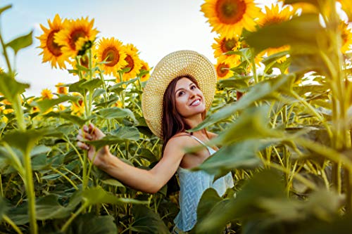 NatureZ Edge 1300+ Sunflower Seeds Variety Pack, Sunflower Seeds for Planting, Get More Sunflower Seeds to Plant, Non-GMO