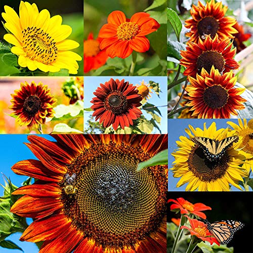 NatureZ Edge 1300+ Sunflower Seeds Variety Pack, Sunflower Seeds for Planting, Get More Sunflower Seeds to Plant, Non-GMO