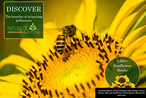 NatureZ Edge 1300+ Sunflower Seeds Variety Pack, Sunflower Seeds for Planting, Get More Sunflower Seeds to Plant, Non-GMO