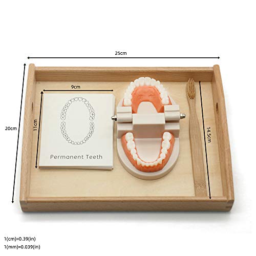 MEROCO Montessori Practical Life Brushing Teeth Model and Cards Montessori Homeschool Learning Preschool Toys for Toddlers