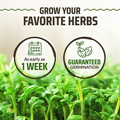 17 Herb Culinary Seed Vault - 5200+ Herbs Seeds for Planting Indoor or Outdoor Garden - Heirloom, Non GMO | Hydroponic Herb Garden Seeds with High Germination | Cilantro, Mint, Chives, Basil, Parsley
