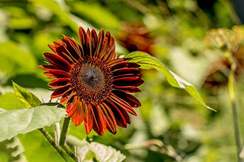 1000+ Sunflower Seeds for Planting Heirloom Non-GMO, Bulk Package of 15 Varieties Mix Seeds, Individually Packaged, Attracts Pollinators