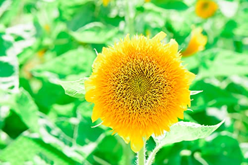 1000+ Sunflower Seeds for Planting Heirloom Non-GMO, Bulk Package of 15 Varieties Mix Seeds, Individually Packaged, Attracts Pollinators