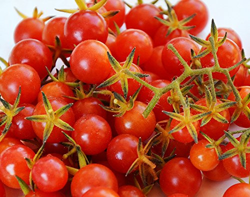 30+ Sweet Pea Currant Tomato Seeds, Heirloom Non-GMO, Extra Sweet and Heavy-Yielding, Low Acid, Indeterminate, Open-Pollinated, Long Season, Super Delicious, from USA