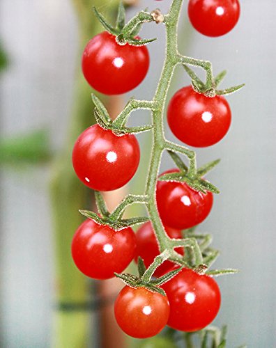 30+ Sweet Pea Currant Tomato Seeds, Heirloom Non-GMO, Extra Sweet and Heavy-Yielding, Low Acid, Indeterminate, Open-Pollinated, Long Season, Super Delicious, from USA