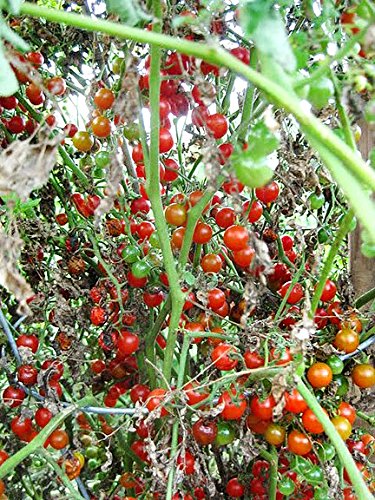 30+ Sweet Pea Currant Tomato Seeds, Heirloom Non-GMO, Extra Sweet and Heavy-Yielding, Low Acid, Indeterminate, Open-Pollinated, Long Season, Super Delicious, from USA