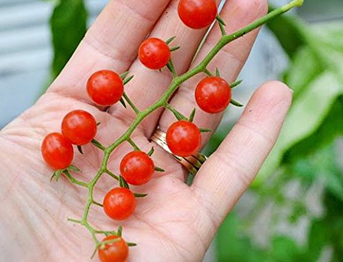 30+ Sweet Pea Currant Tomato Seeds, Heirloom Non-GMO, Extra Sweet and Heavy-Yielding, Low Acid, Indeterminate, Open-Pollinated, Long Season, Super Delicious, from USA