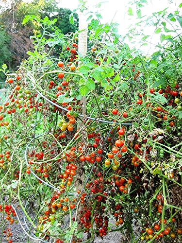 30+ Sweet Pea Currant Tomato Seeds, Heirloom Non-GMO, Extra Sweet and Heavy-Yielding, Low Acid, Indeterminate, Open-Pollinated, Long Season, Super Delicious, from USA