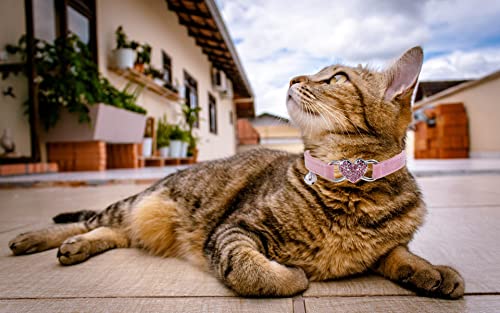 WDPAWS Heart Bling Cat Collar with Safety Belt and Bell Adjustable 8-10 inches for Kitten Cats (Pink)