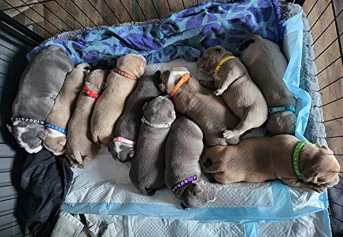 Flymind Puppy Collars, 19Pcs Whelping Puppy ID Collars with Bell Adjustable 19-32cm, Soft Nylon Litter Identification Dog Collars for Newborn Pets