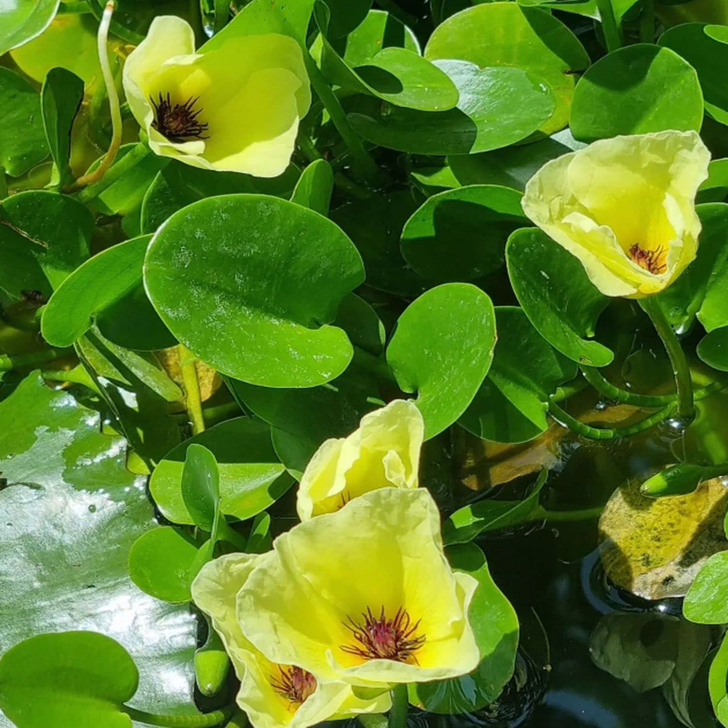 Mainam Water Poppies Golden Bulb Hydrocleys Nymphoides Live Aquarium Plants Decorations Freshwater Fish Tank Aquatic Plant3 Days Pond Tropical