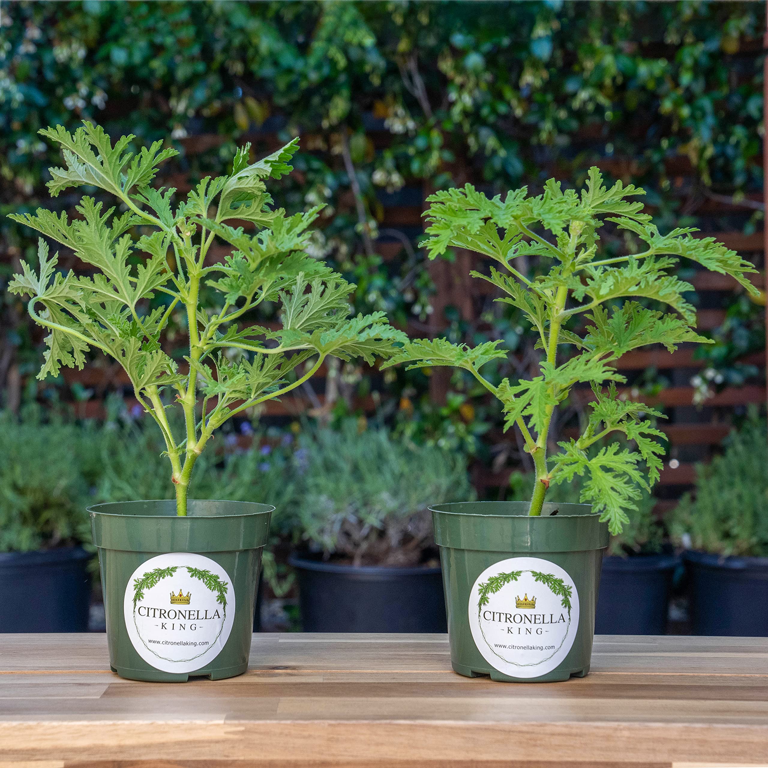 2 Citronella Plants, Mosquito Plant, Thriving Inside 4β Durable Nursery Pots, Live Plants