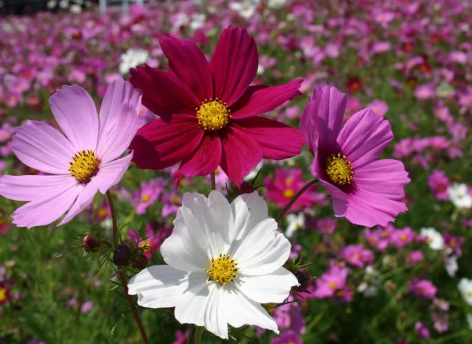 2000-Mixed Cosmos Seeds by NOTSWOH