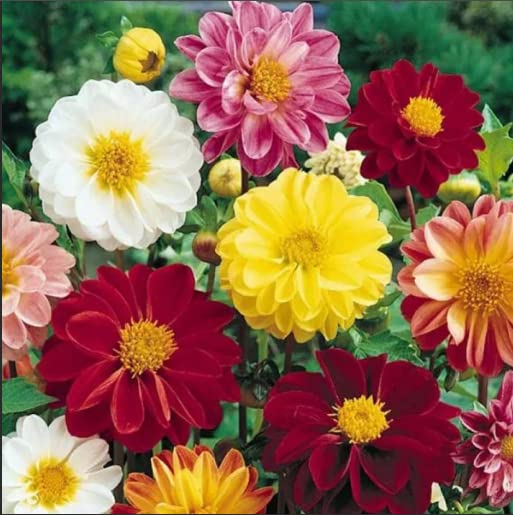 2000-Mixed Cosmos Seeds by NOTSWOH