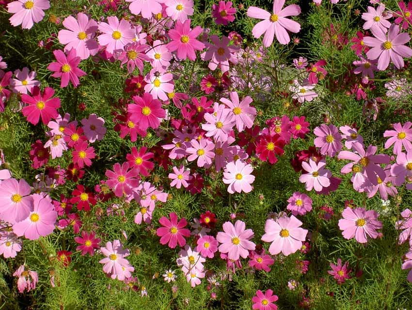 2000-Mixed Cosmos Seeds by NOTSWOH