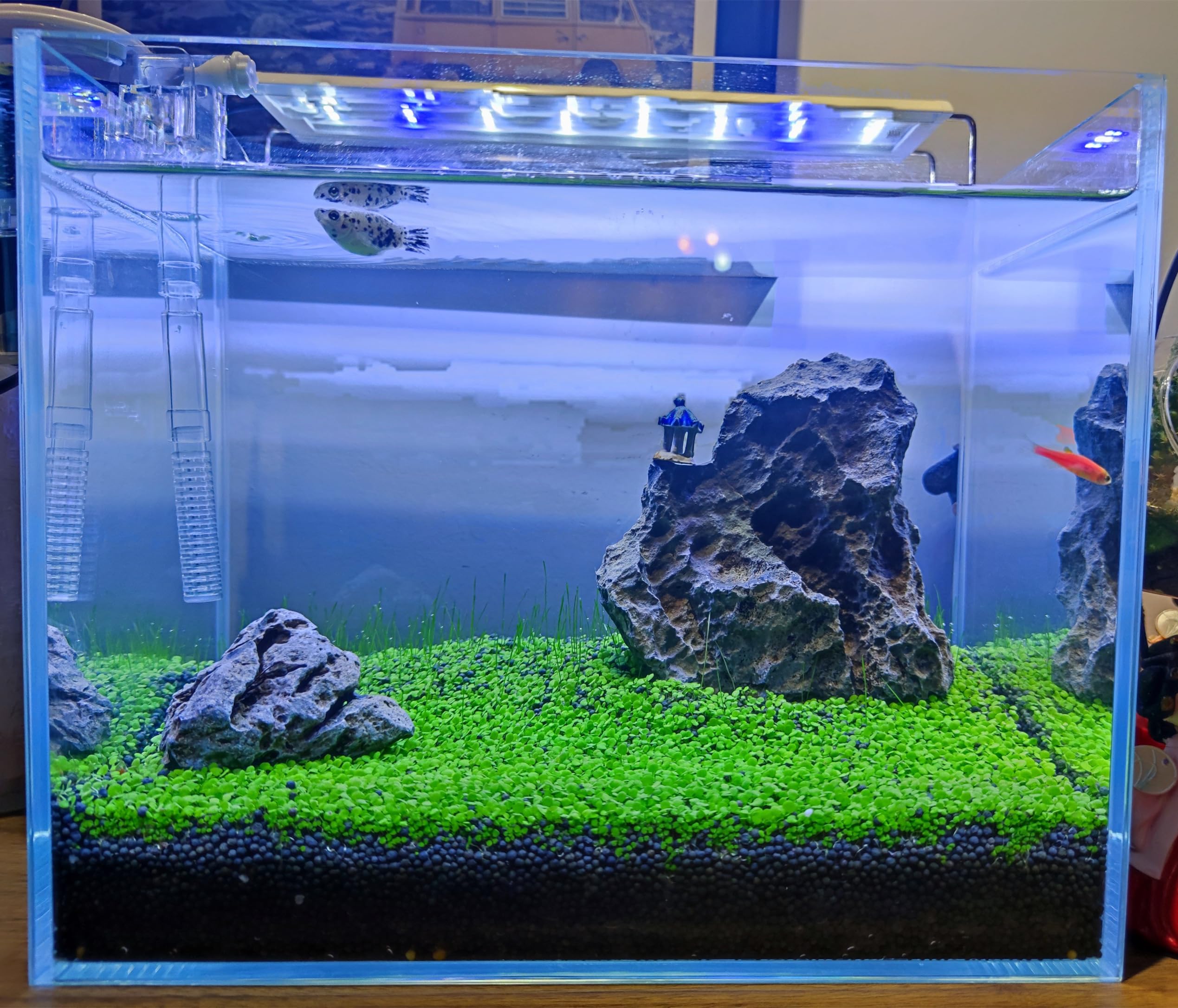3 Bags Aquarium Plant S.e.e.d Set, not aritifical Plastic, Fresh Water Live Grass for Fish Tank ZQ21