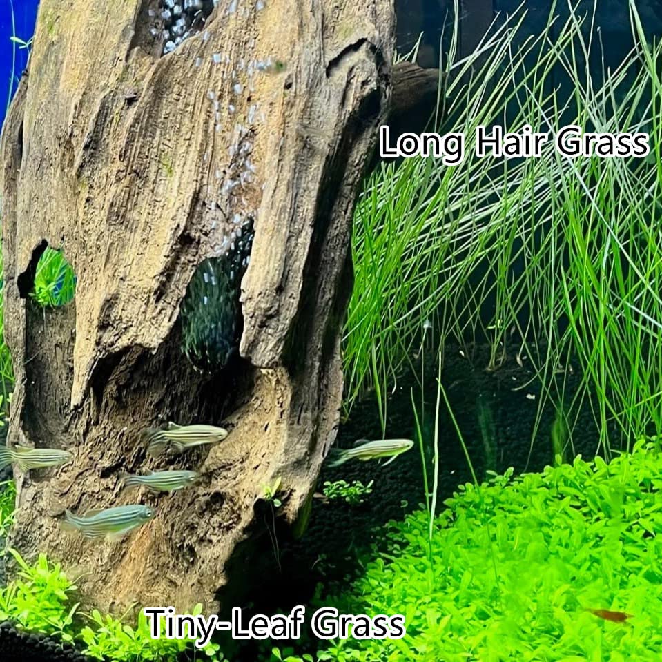 3 Bags Aquarium Plant S.e.e.d Set, not aritifical Plastic, Fresh Water Live Grass for Fish Tank ZQ21