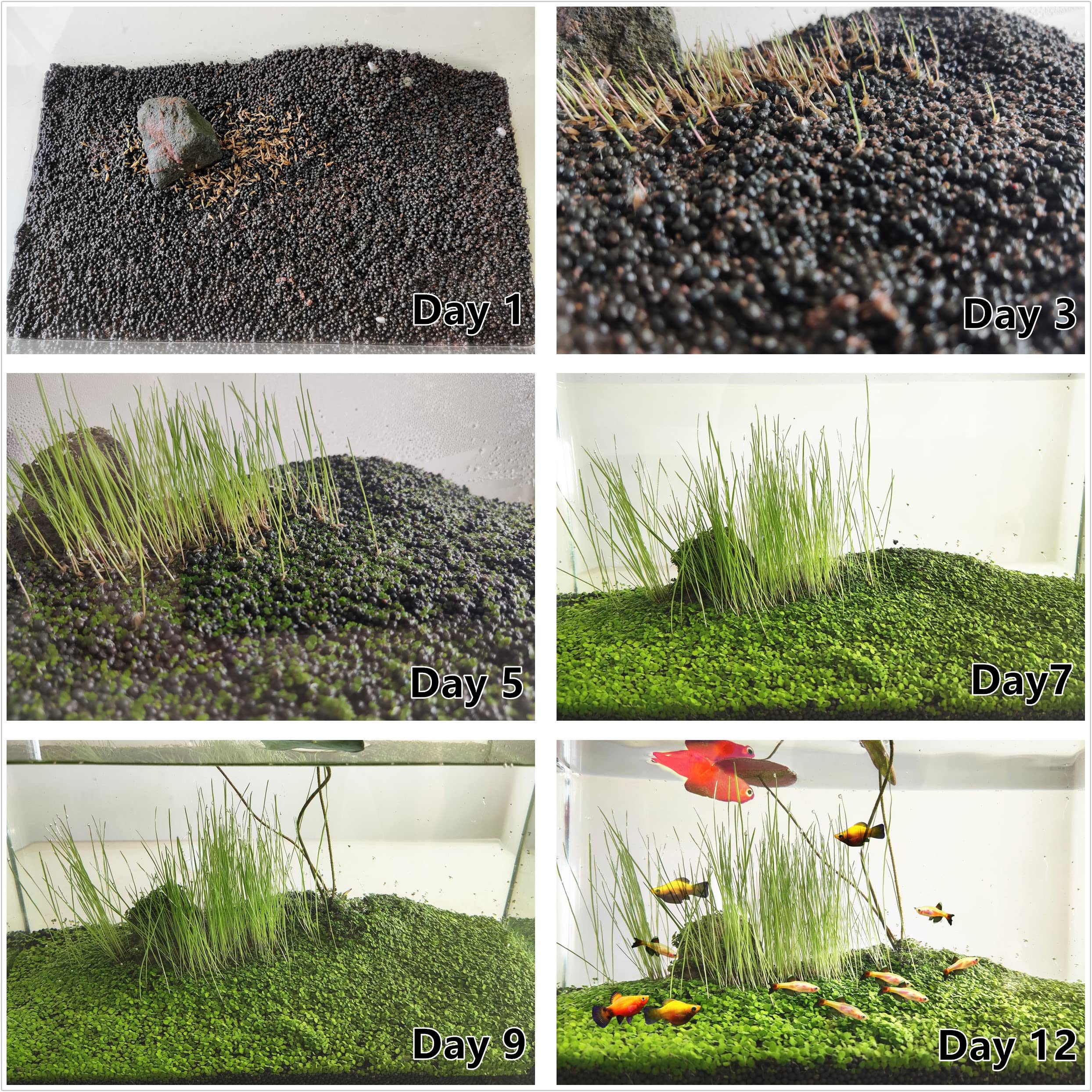 3 Bags Aquarium Plant S.e.e.d Set, not aritifical Plastic, Fresh Water Live Grass for Fish Tank ZQ21