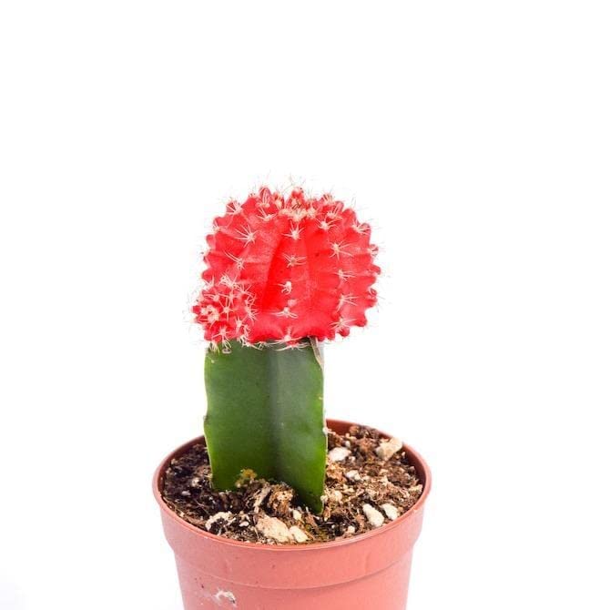 Live Moon Cactus Plant β Fully Rooted - 3-Inch Moon Cactus Plant β Red Graft Cactus