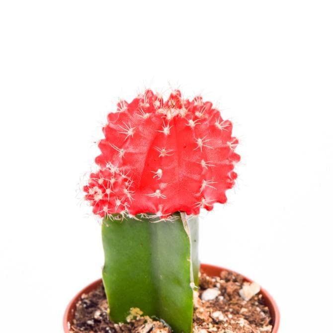 Live Moon Cactus Plant β Fully Rooted - 3-Inch Moon Cactus Plant β Red Graft Cactus