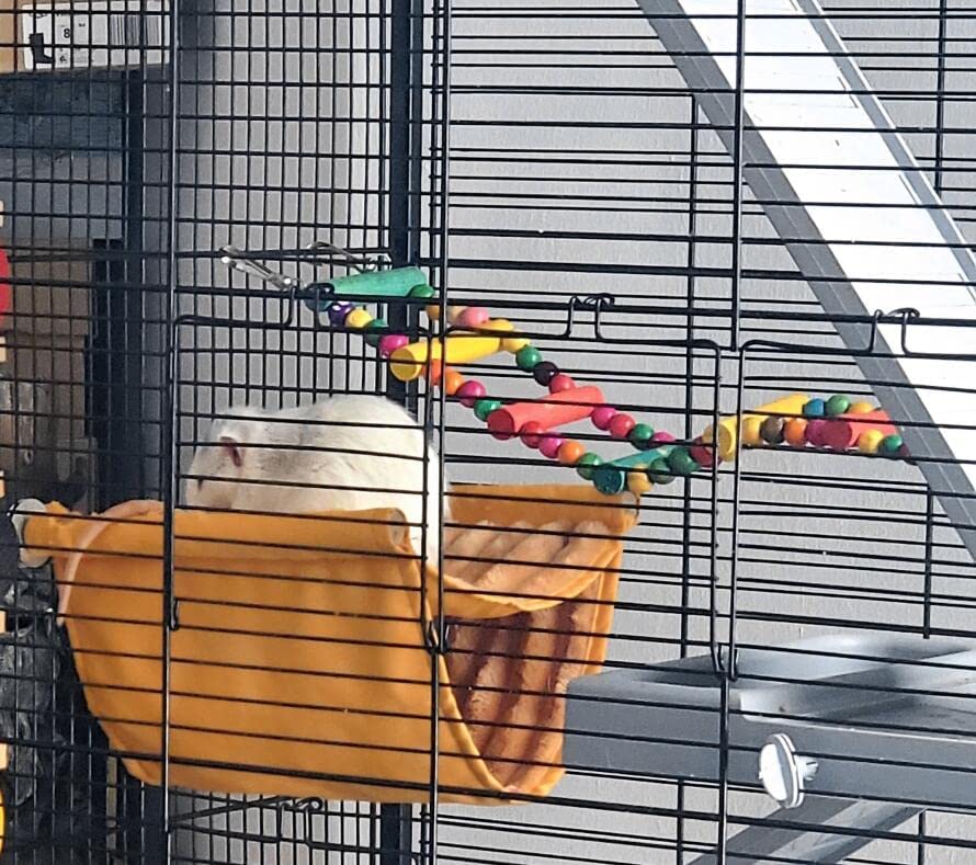 DS. DISTINCTIVE STYLE Bird Ladder Toys Coloured Flexible Parrot Swing Bridge Wooden Cockatiel Cage Hanging Climbing Ladder (39 in (16 Steps))