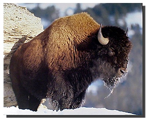 TSlook 60x80 Blankets Funny American Bison Buffalo Wildlife Animal Comfy Funny Bed Blanket