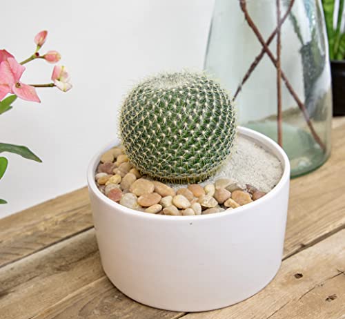 Altman Plants, Assorted Cactus Plants Live Plants (3PK), Cactus Plant Live Succulents Plants Live Cactus Decor, Indoor Plants Live House Plants in Cactus Soil, Live Cacti Plants Live Succulent Plants