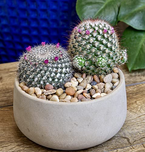 Altman Plants, Assorted Cactus Plants Live Plants (3PK), Cactus Plant Live Succulents Plants Live Cactus Decor, Indoor Plants Live House Plants in Cactus Soil, Live Cacti Plants Live Succulent Plants
