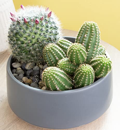 Altman Plants, Assorted Cactus Plants Live Plants (3PK), Cactus Plant Live Succulents Plants Live Cactus Decor, Indoor Plants Live House Plants in Cactus Soil, Live Cacti Plants Live Succulent Plants