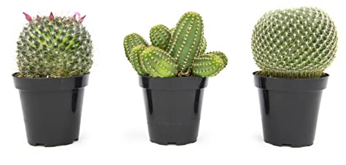 Altman Plants, Assorted Cactus Plants Live Plants (3PK), Cactus Plant Live Succulents Plants Live Cactus Decor, Indoor Plants Live House Plants in Cactus Soil, Live Cacti Plants Live Succulent Plants