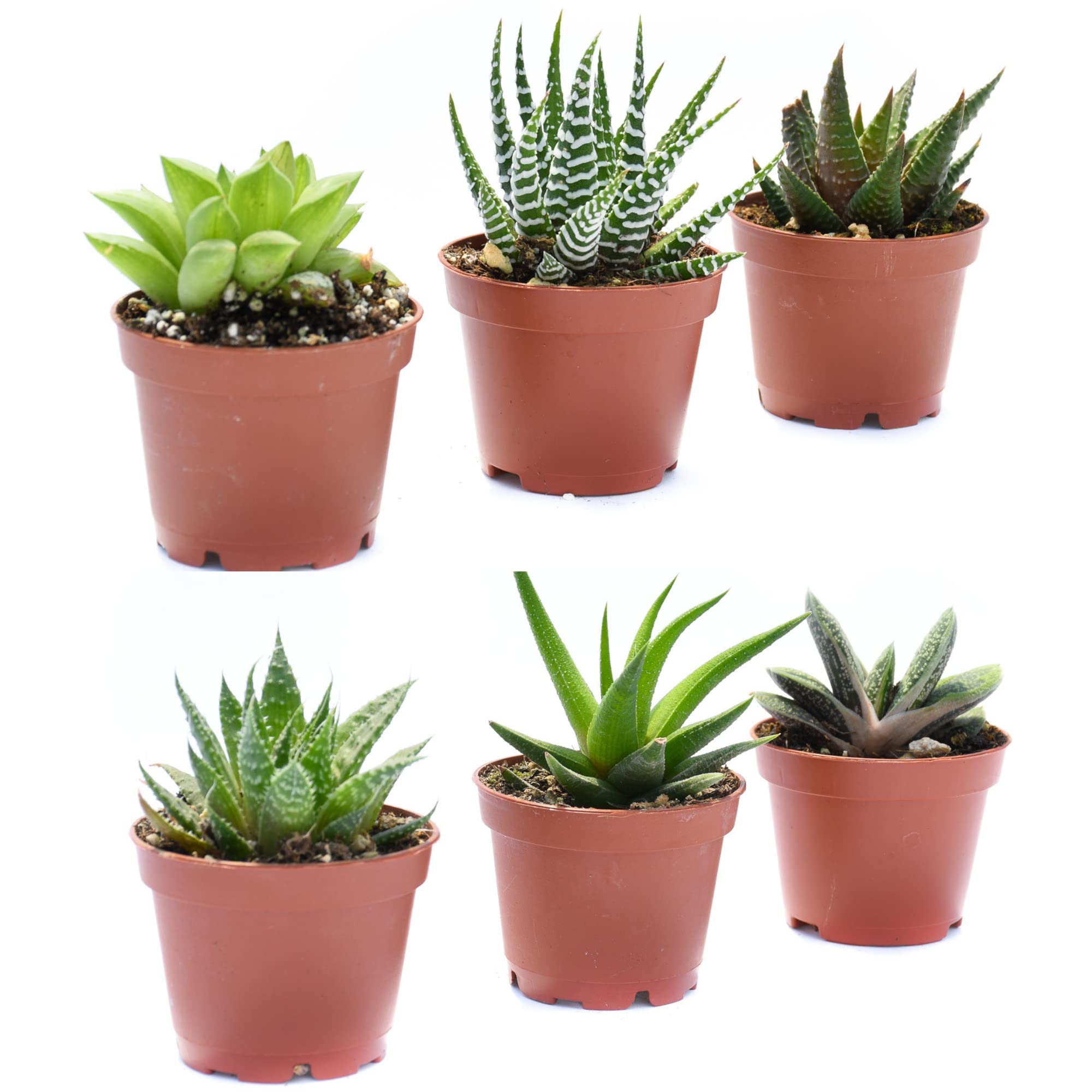 Live Indoor Succulent Plants β 2-inch Assorted Small Succulent β Real Fully Rooted Indoor Succulent Plants (6)