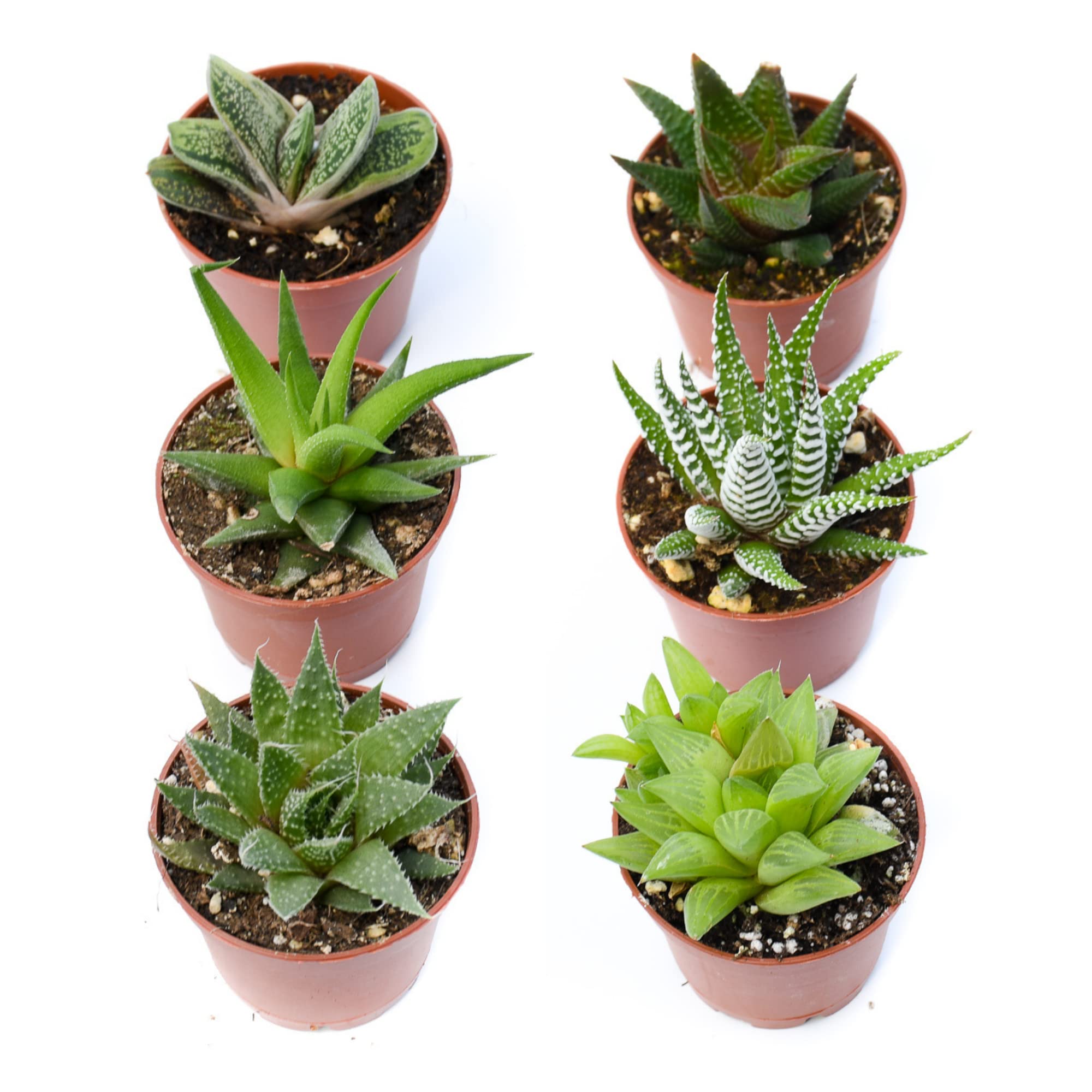 Live Indoor Succulent Plants β 2-inch Assorted Small Succulent β Real Fully Rooted Indoor Succulent Plants (6)