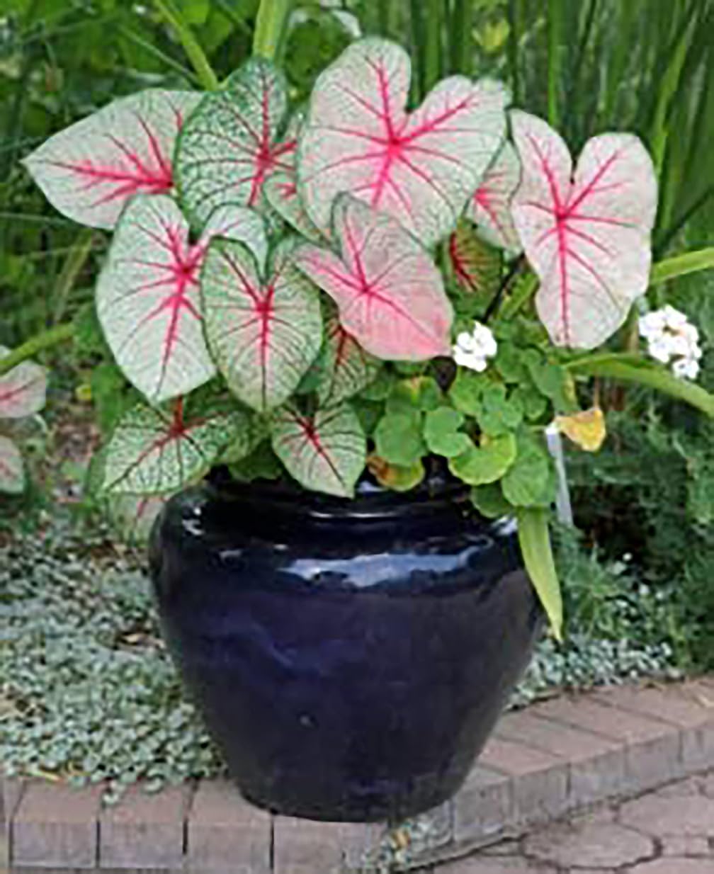 Fancy Leaf Caladium Bulbs - White Christmas - Large Size Root - Elegant White Foliage with Green Veins - Hardy in Zones 9-11 - Perfect for Gardens and Pots