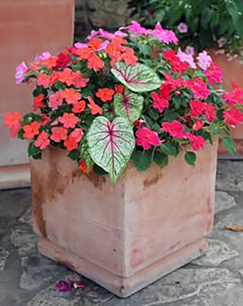 Fancy Leaf Caladium Bulbs - White Christmas - Large Size Root - Elegant White Foliage with Green Veins - Hardy in Zones 9-11 - Perfect for Gardens and Pots