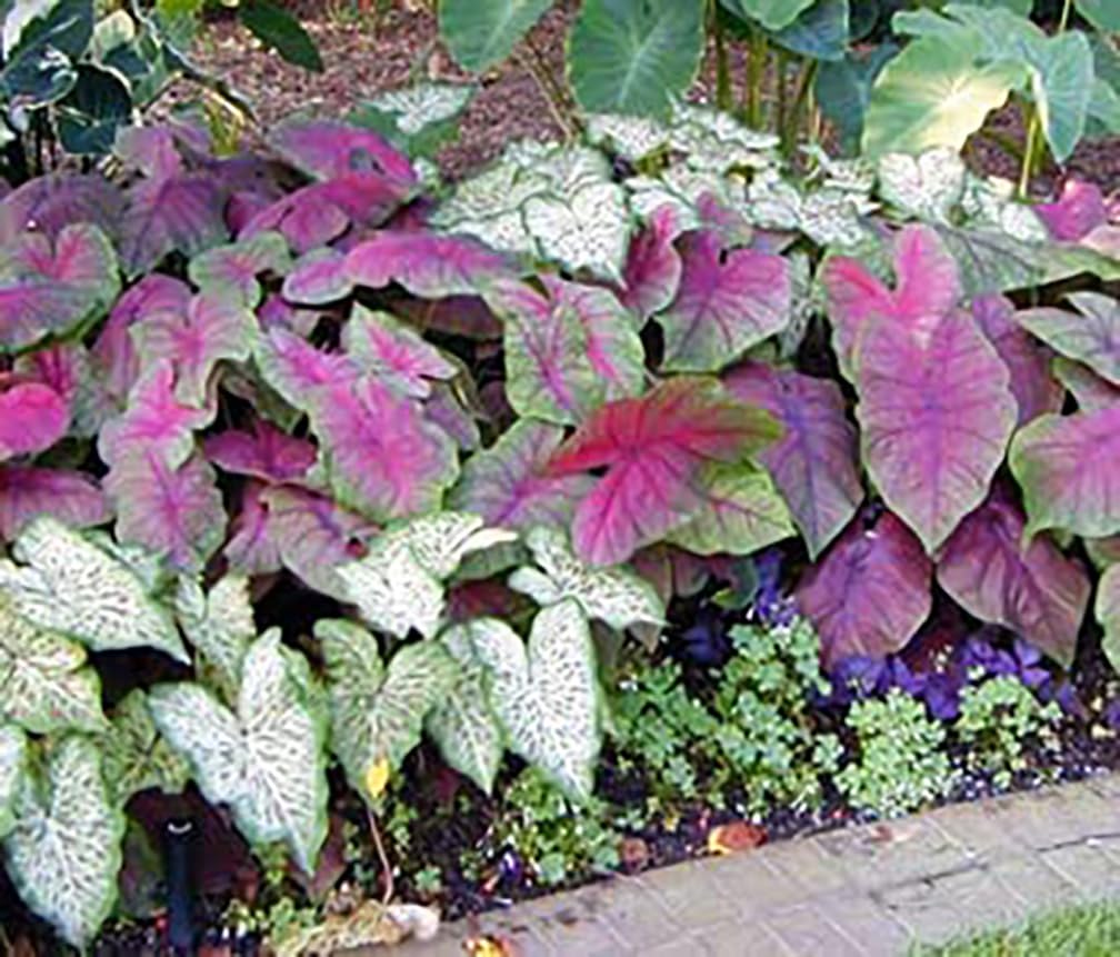 Fancy Leaf Caladium Bulbs - White Christmas - Large Size Root - Elegant White Foliage with Green Veins - Hardy in Zones 9-11 - Perfect for Gardens and Pots