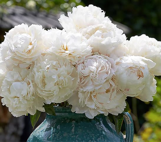 Marde Ross & Company Duchess De Nemours Double White Peony Bulbs - Bare Root 3-5 Eyes, Delightful Fragrance | Peony Plants for Planting Outdoors