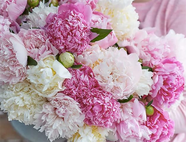 Marde Ross & Company Duchess De Nemours Double White Peony Bulbs - Bare Root 3-5 Eyes, Delightful Fragrance | Peony Plants for Planting Outdoors