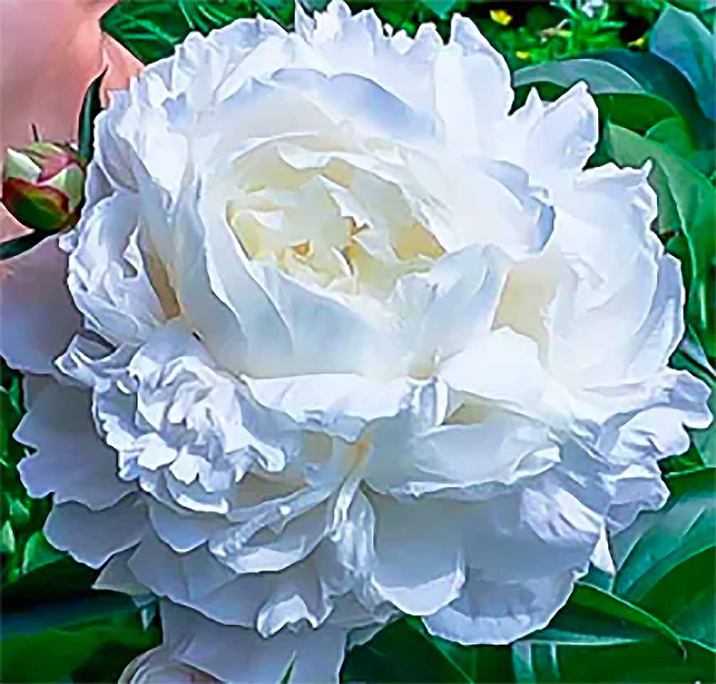 Marde Ross & Company Duchess De Nemours Double White Peony Bulbs - Bare Root 3-5 Eyes, Delightful Fragrance | Peony Plants for Planting Outdoors