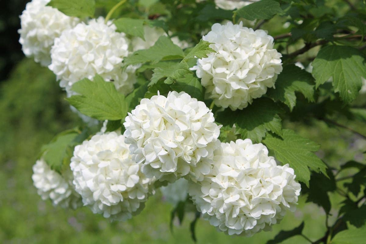 Old Fashion Snowball Viburnum Plant in Pot, White Flower Plant for Garden (6-10 '' Tall) No Ship CA