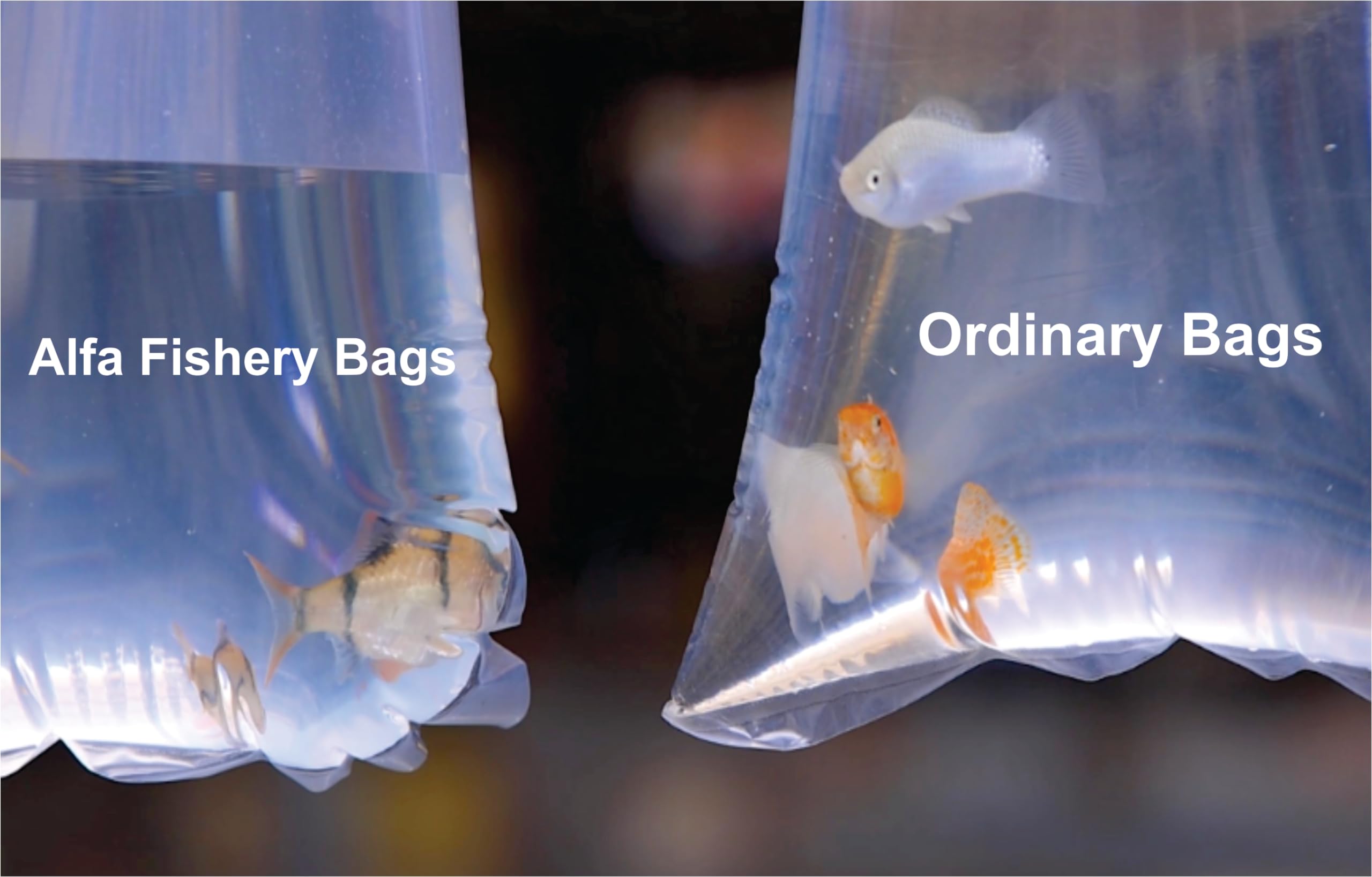 ALFA FISHERY BAGS Round Corners Bottom Leak Proof Clear Plastic Fish Bags Size 10 Inches for Marine & Tropical Fish Transport 2 mil. (10" x 24" / 100 Pack)