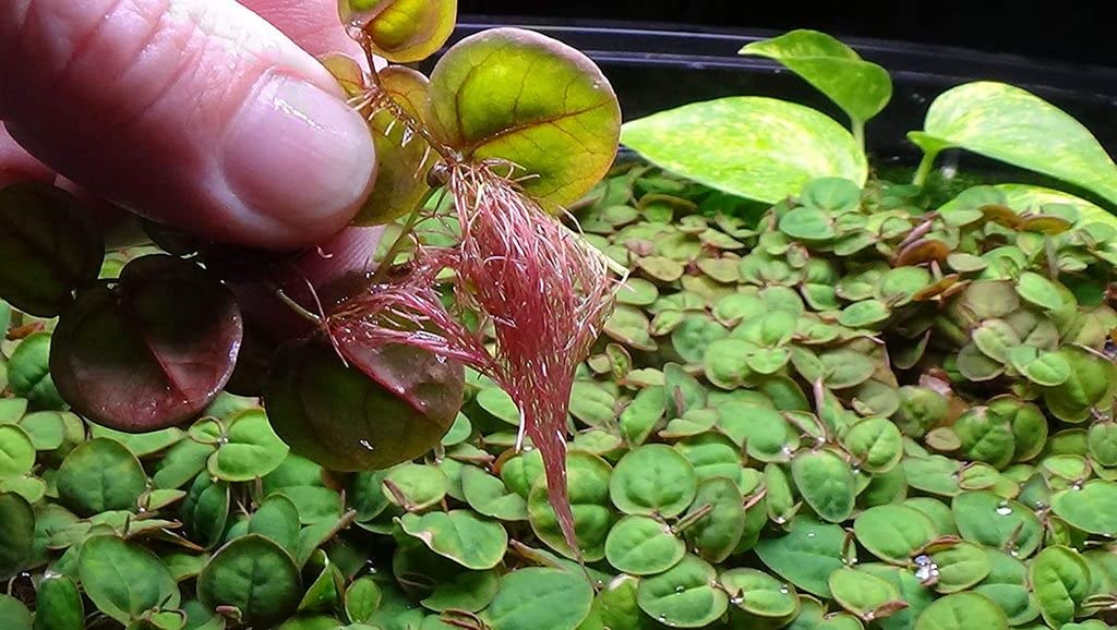 Canton Aquatics - 30+ Red Root Floater - Live Aquarium Plants - 4oz Cup
