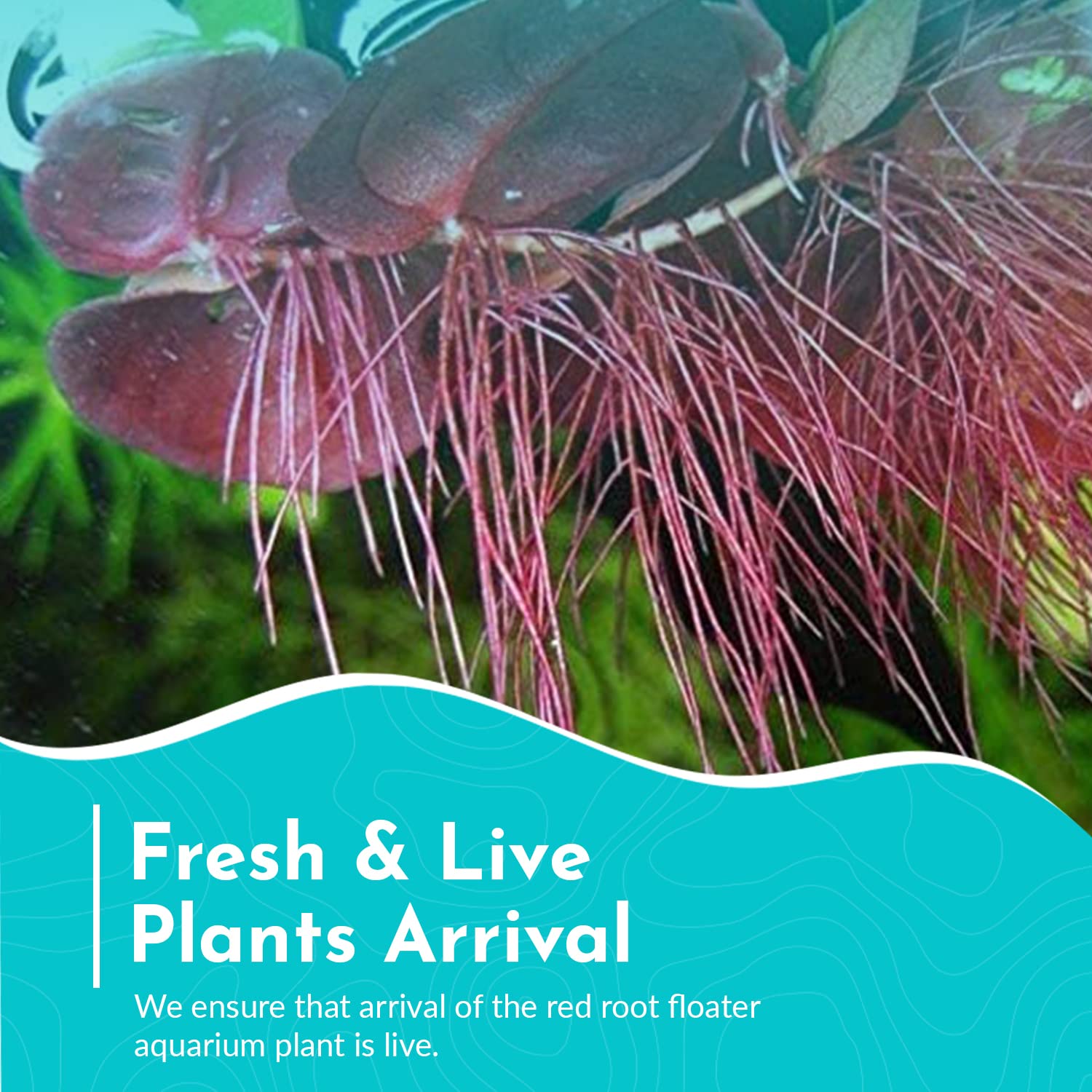 Canton Aquatics - 30+ Red Root Floater - Live Aquarium Plants - 4oz Cup