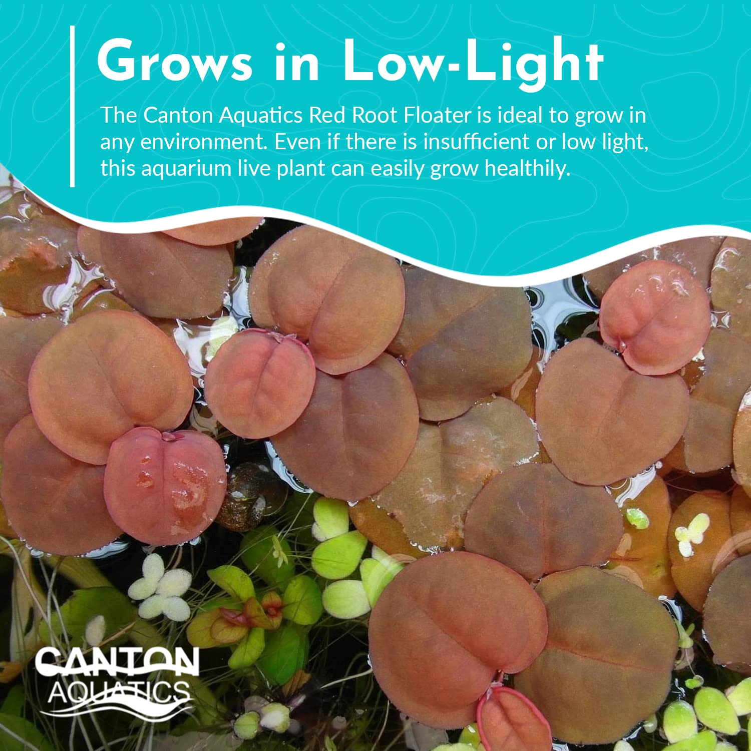 Canton Aquatics - 30+ Red Root Floater - Live Aquarium Plants - 4oz Cup