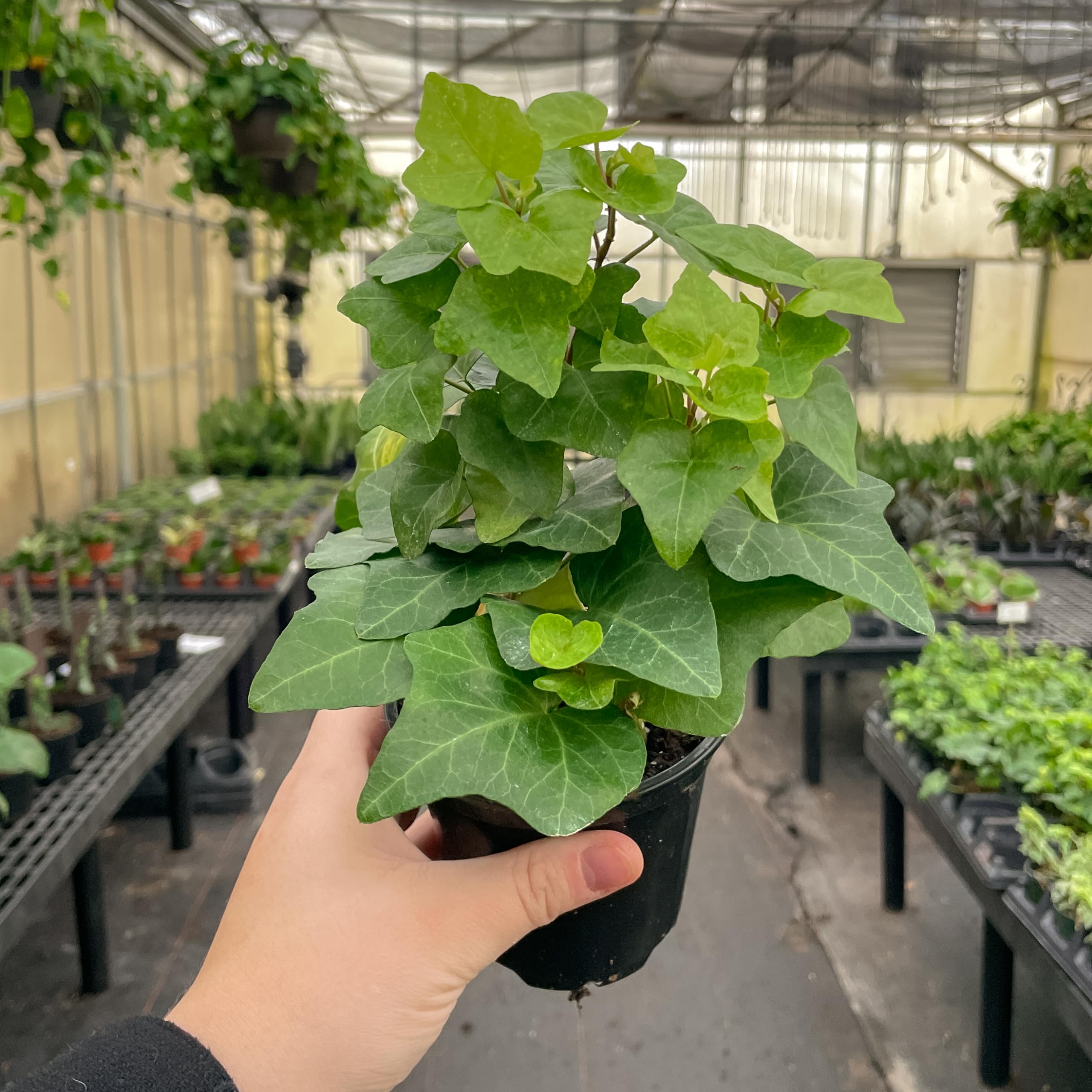 Thorsen's Greenhouse Live Green English Ivy Plant, Hedera Helix, Live Indoor Plant, 4" Diameter Pot