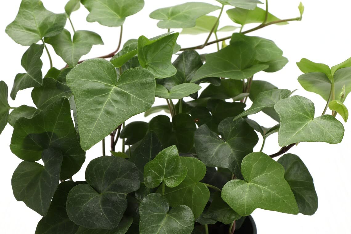 Thorsen's Greenhouse Live Green English Ivy Plant, Hedera Helix, Live Indoor Plant, 4" Diameter Pot