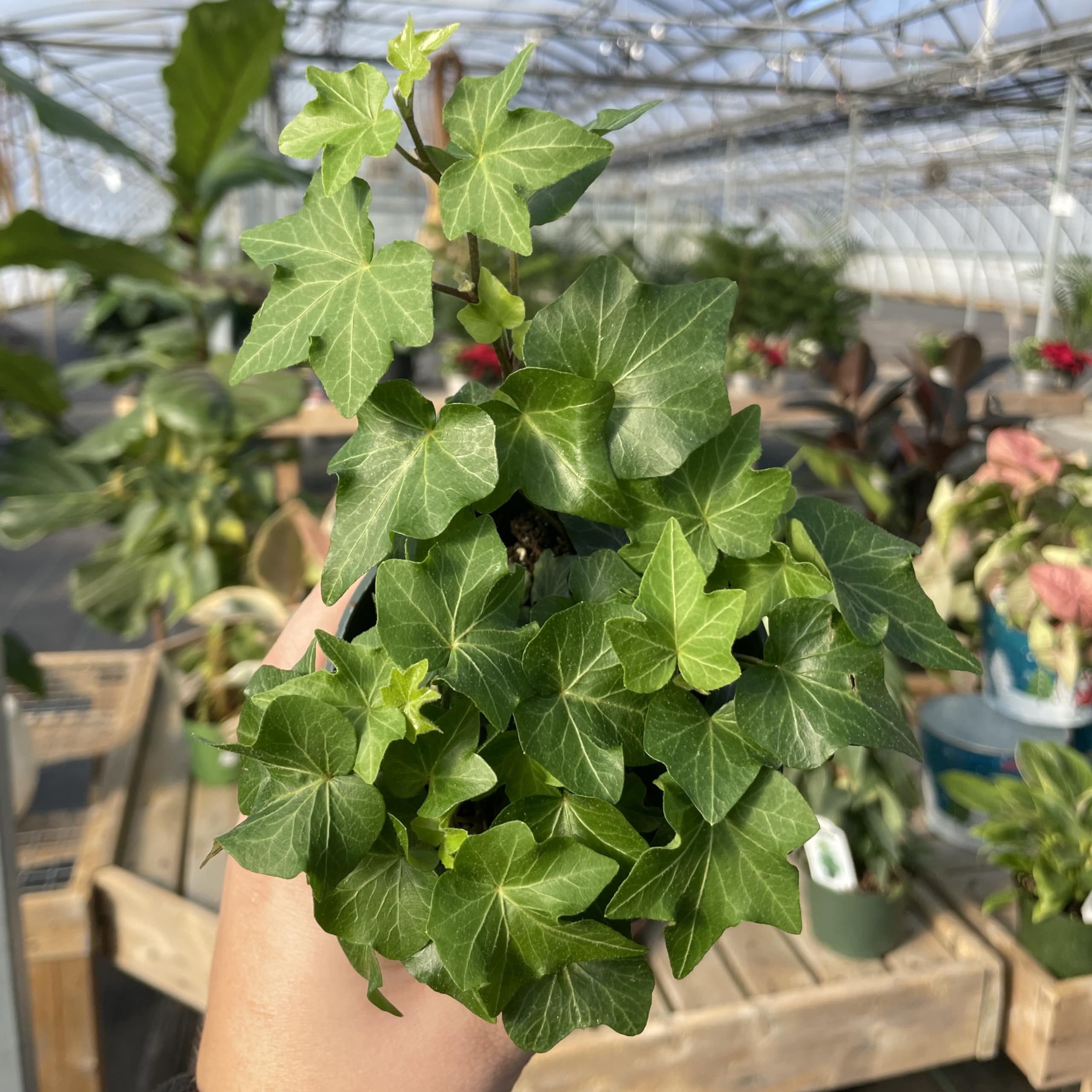 Thorsen's Greenhouse Live Green English Ivy Plant, Hedera Helix, Live Indoor Plant, 4" Diameter Pot