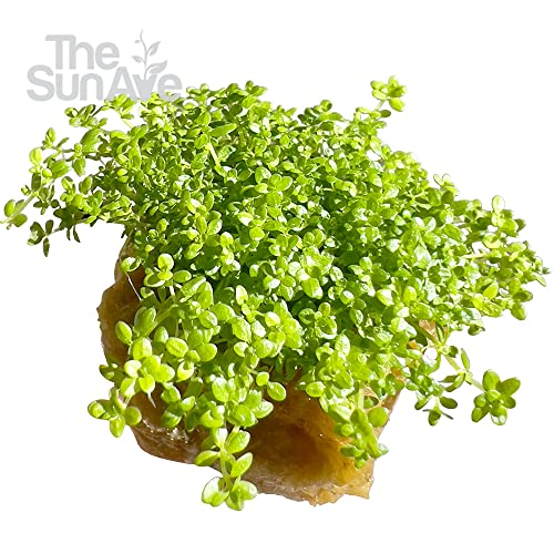 The Sun Ave Dwarf Baby Tears Hemianthus Callitrichoides HC Live Aquarium Plants Freshwater Fish Tank